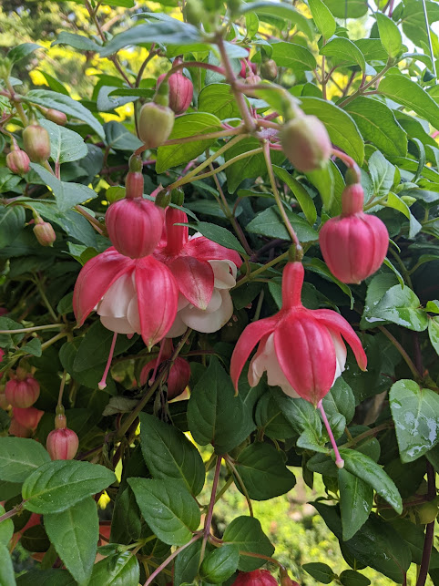 Fuchsia Flash – How About That
